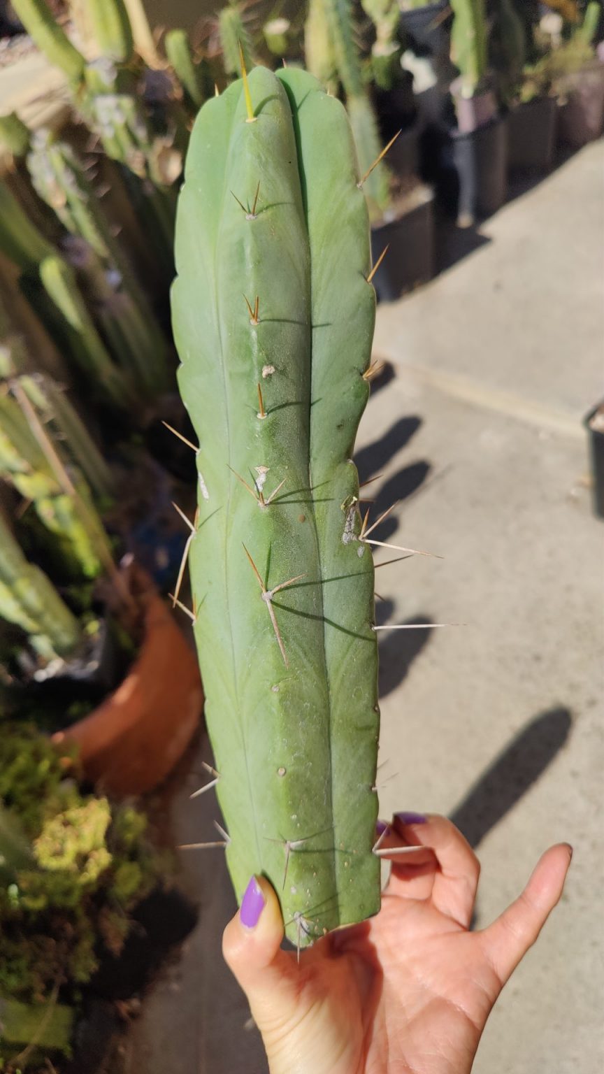 SS Achuma ‘Trichocereus bridgesii’ Seed Grown – Medicactus